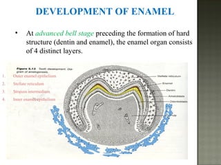Enamel | PPT