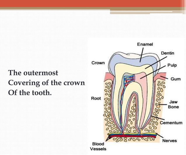 Enamel | PPTX | Dental Health | Diseases and Conditions