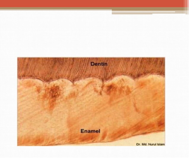 Enamel | PPTX | Dental Health | Diseases and Conditions