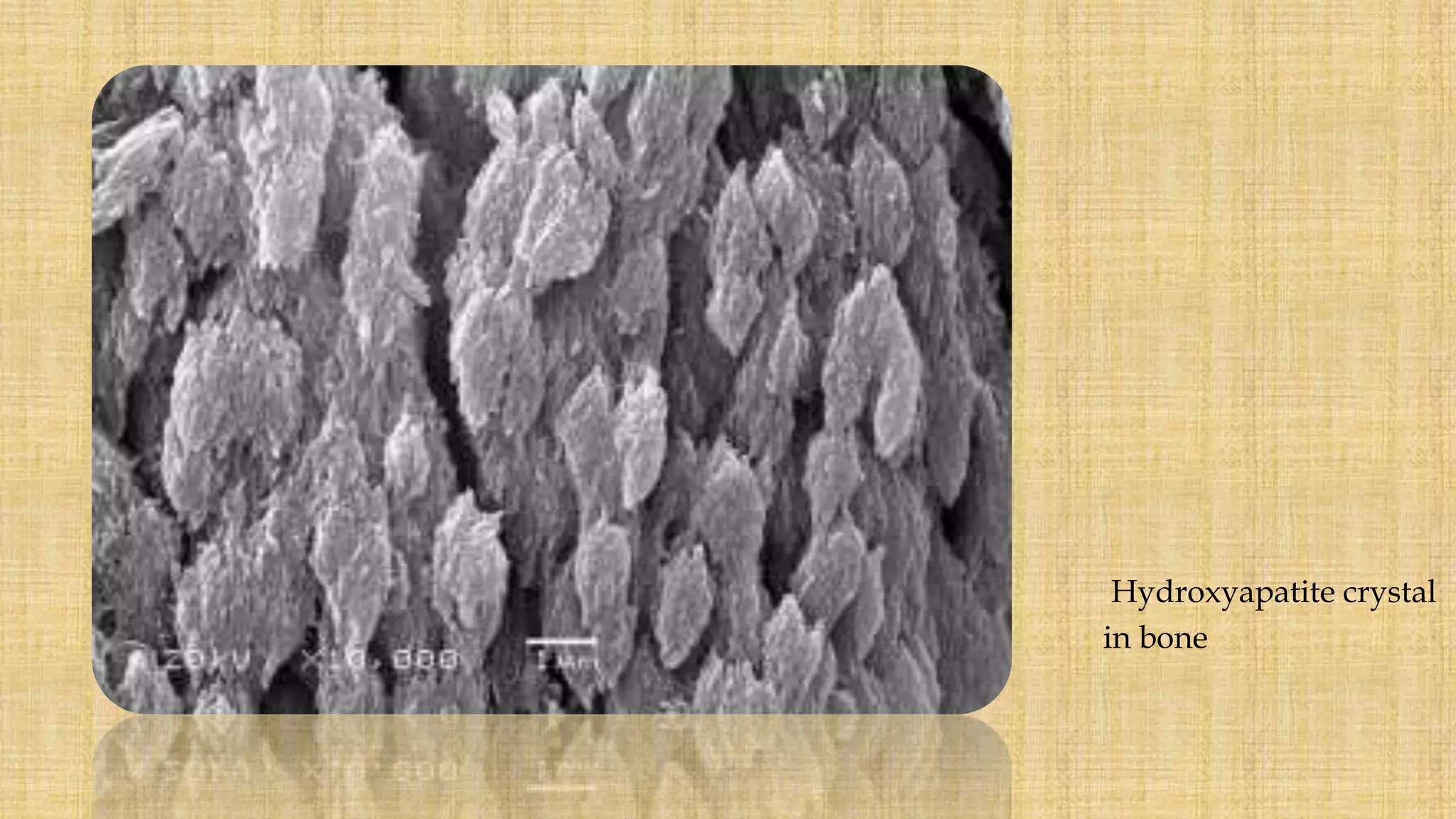 Enamel - structure and development | PPTX
