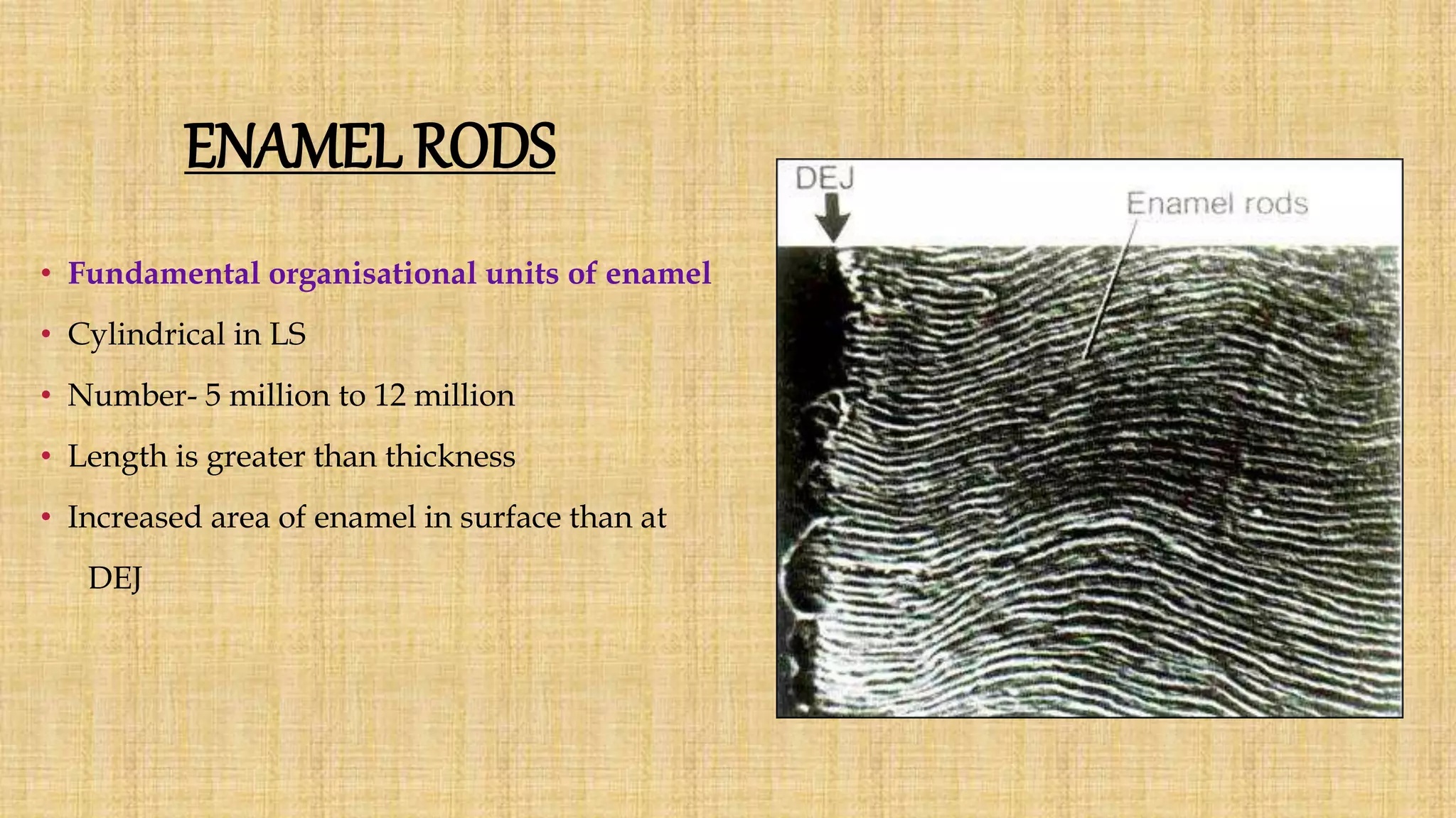 Enamel - structure and development | PPTX