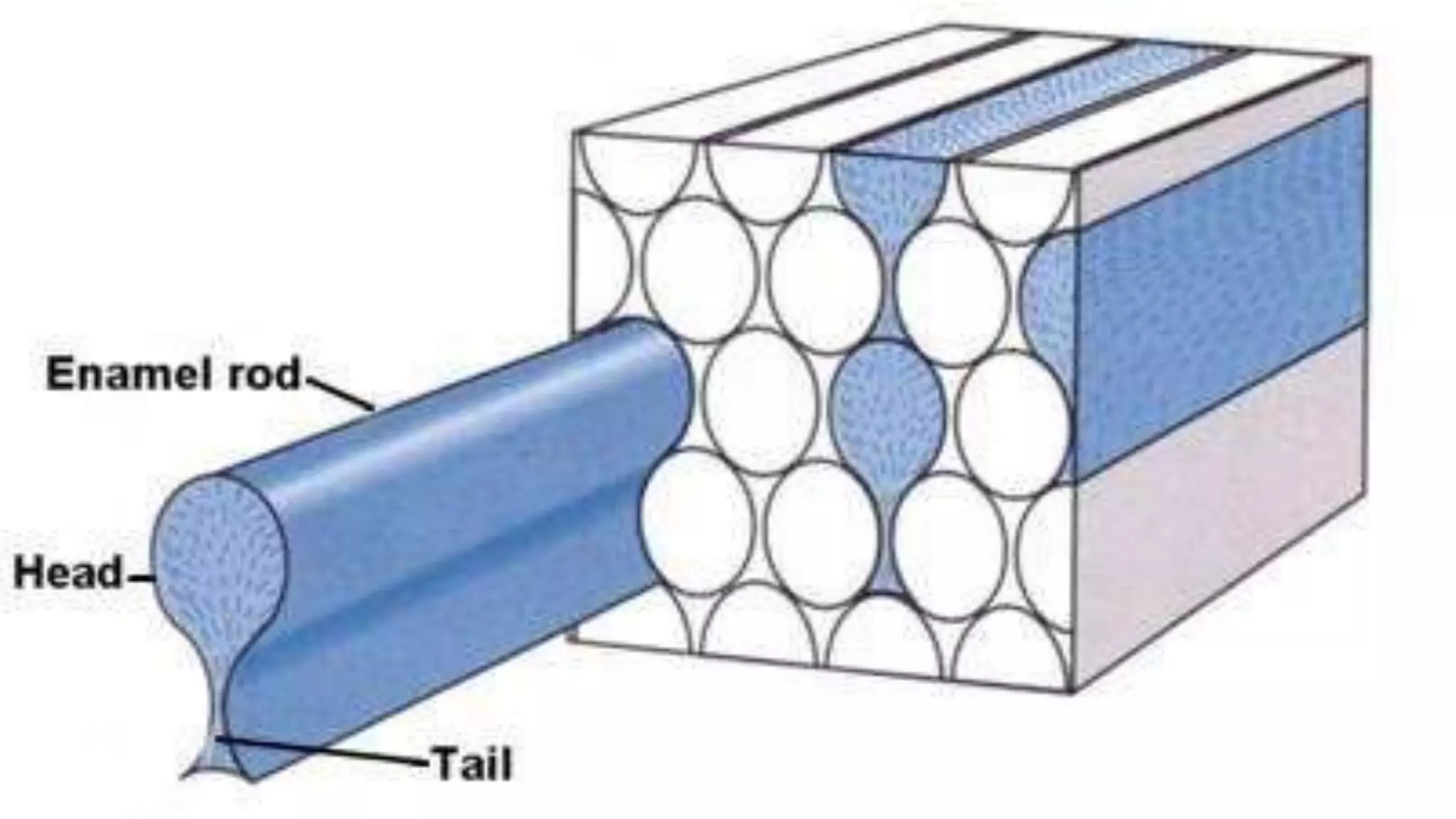 Enamel - structure and development | PPTX