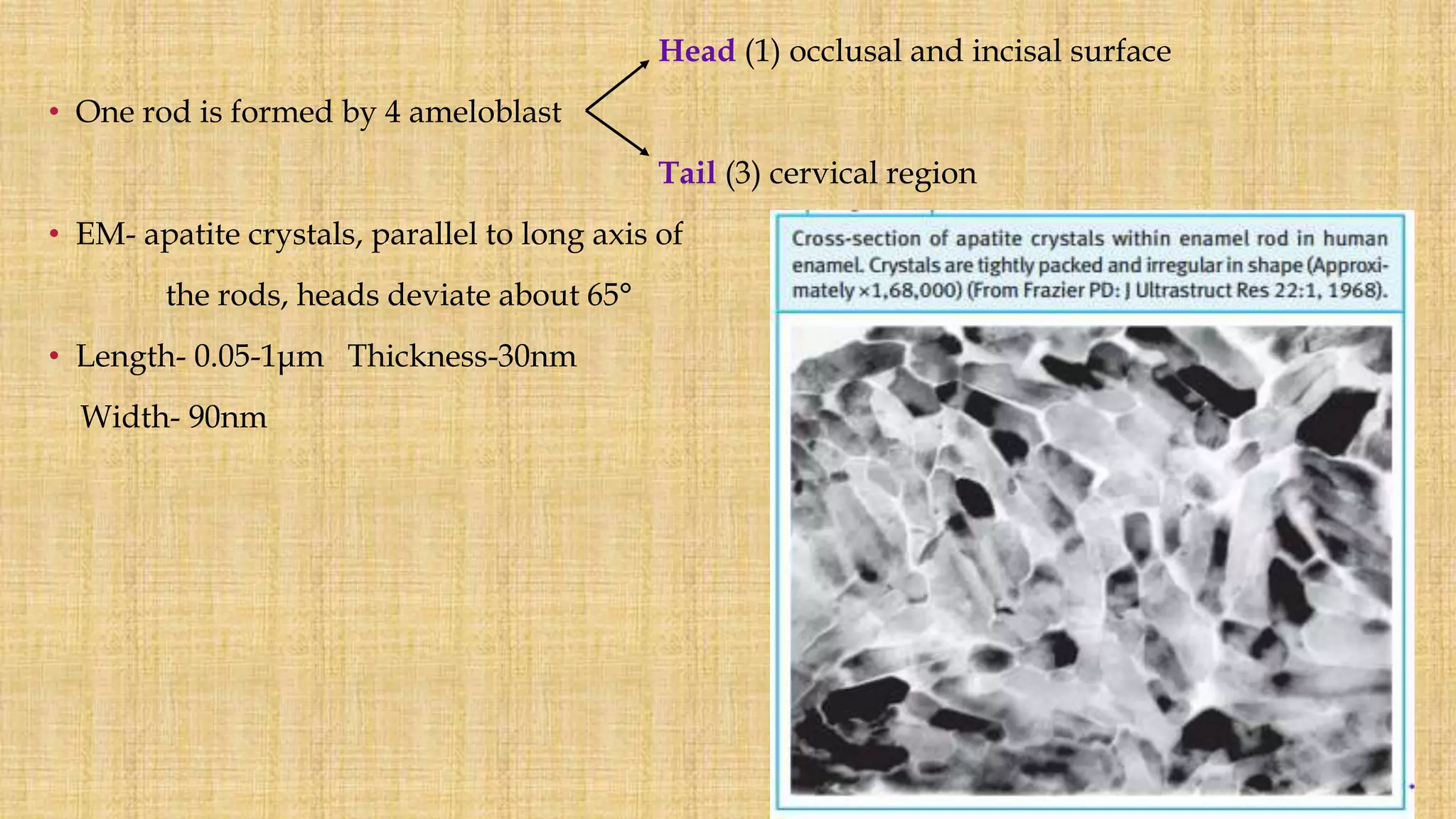 Enamel - structure and development | PPTX