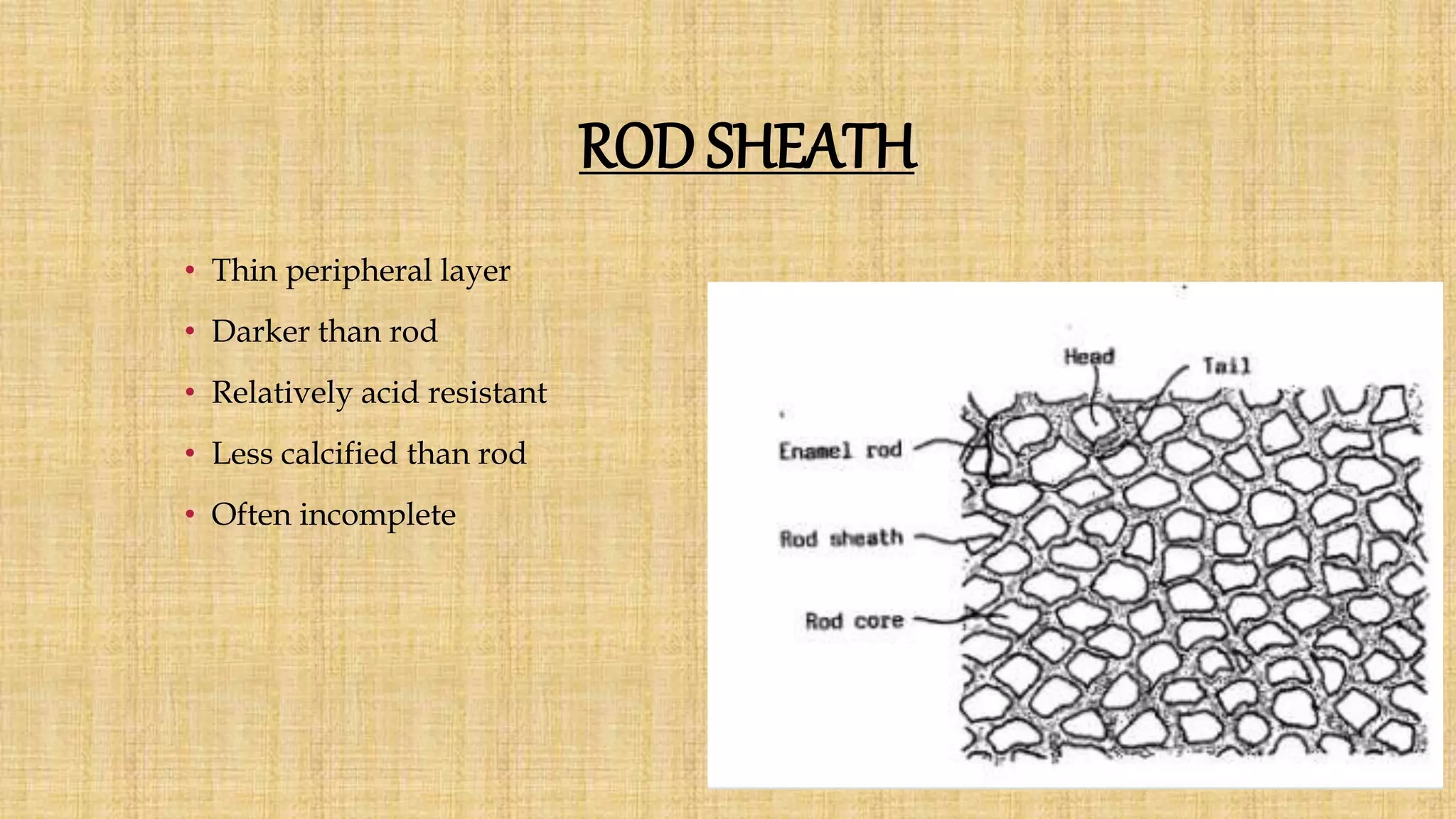 Enamel - structure and development | PPTX