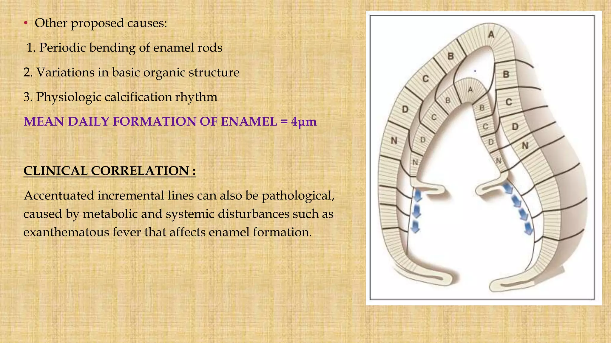 Enamel - structure and development | PPTX
