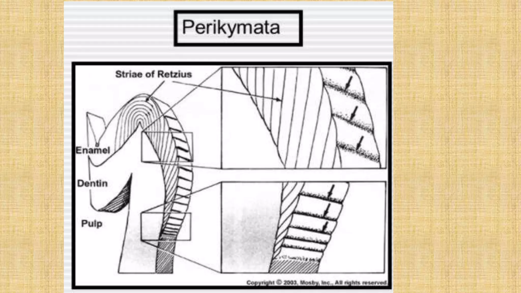 Enamel - structure and development | PPTX