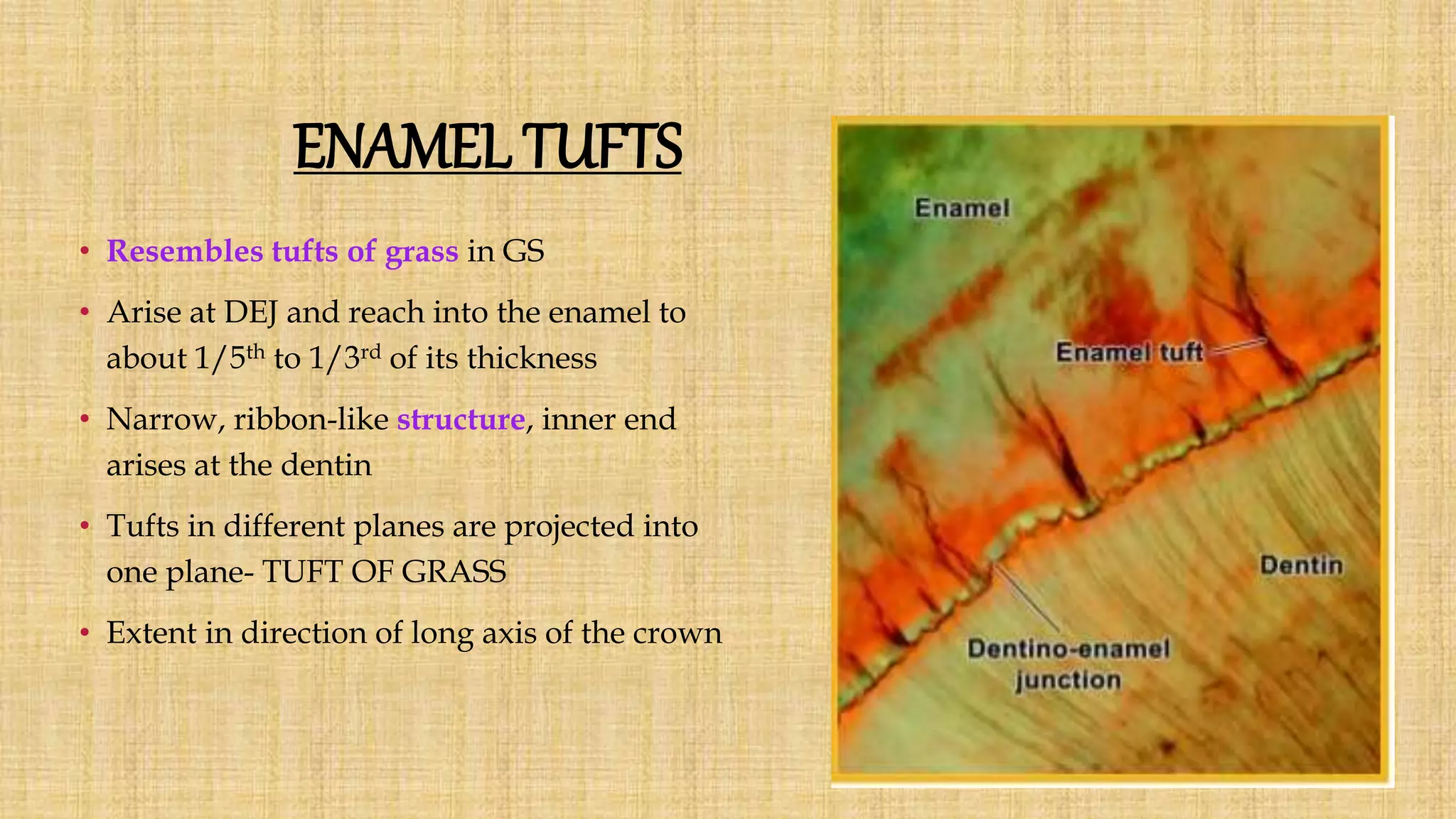 Enamel - structure and development | PPTX