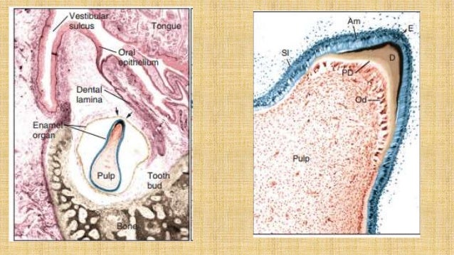 Enamel - structure and development