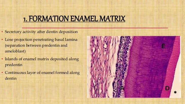 Enamel - structure and development