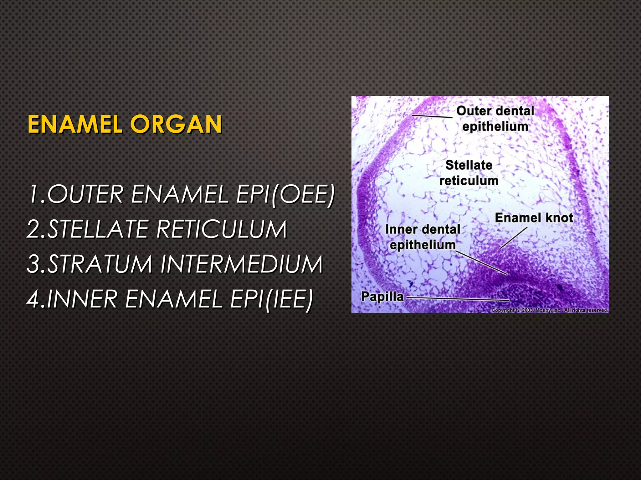 ENAMEL | PPT