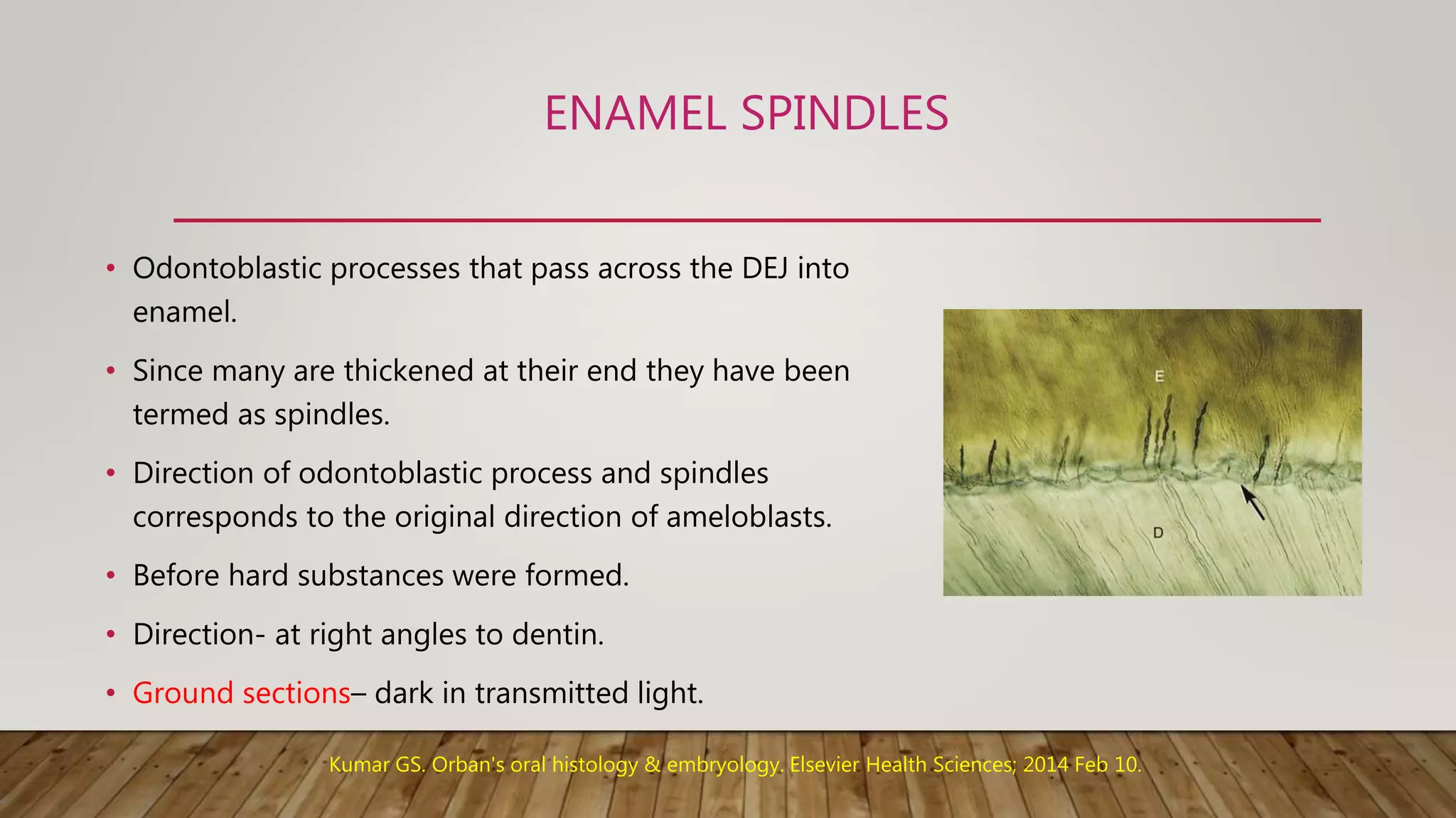 Enamel CONSERVATIVE DENTISTRY AND ENDODONTICS | PPTX