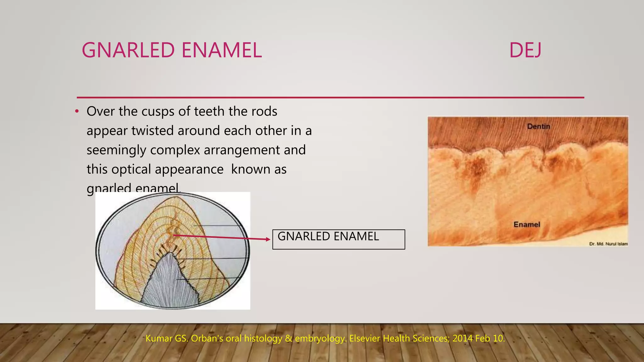 Enamel CONSERVATIVE DENTISTRY AND ENDODONTICS | PPTX