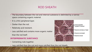 Enamel CONSERVATIVE DENTISTRY AND ENDODONTICS | PPTX