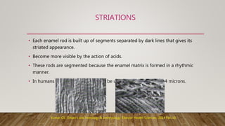 Enamel CONSERVATIVE DENTISTRY AND ENDODONTICS | PPTX