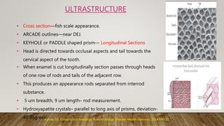 Enamel CONSERVATIVE DENTISTRY AND ENDODONTICS | PPTX