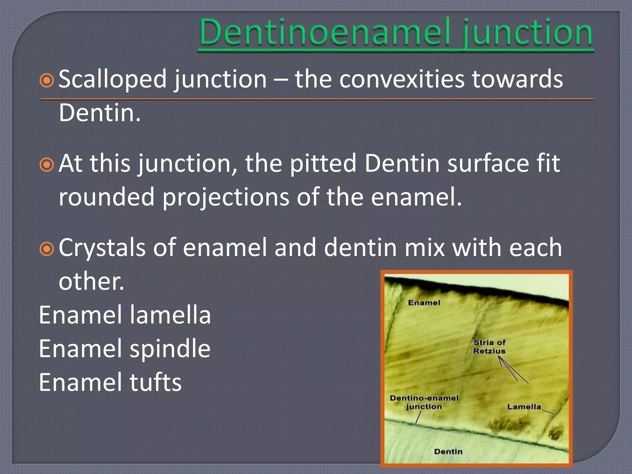 Enamel.pptx