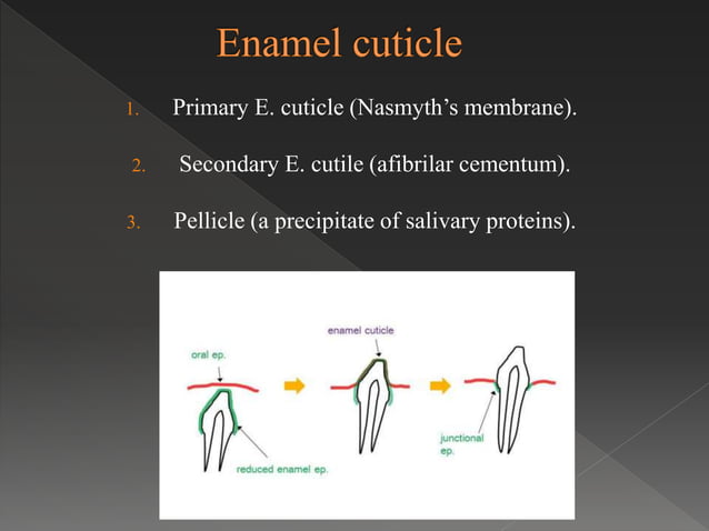 enamel.ppt