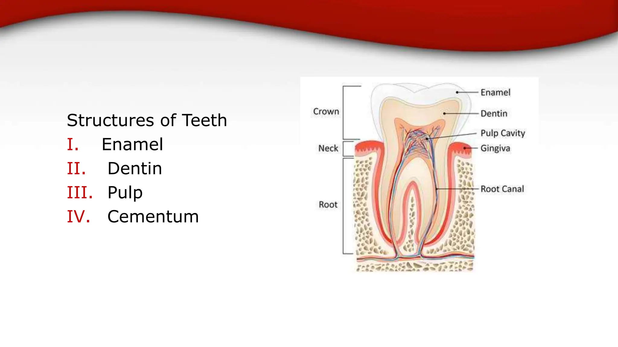 Structures of Teeth Enamel Dentin Pulp | PPTX | Dental Health | Diseases and Conditions