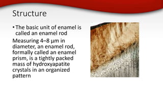Structures of Teeth Enamel Dentin Pulp | PPTX | Dental Health | Diseases and Conditions