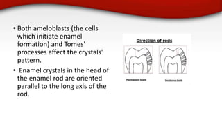 Structures of Teeth Enamel Dentin Pulp | PPTX | Dental Health | Diseases and Conditions