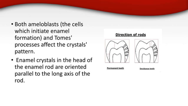 Structures of Teeth Enamel Dentin Pulp | PPTX | Dental Health | Diseases and Conditions