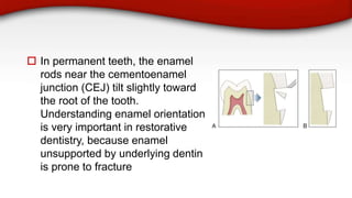 Structures of Teeth Enamel Dentin Pulp | PPT