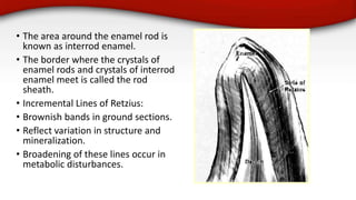 Structures of Teeth Enamel Dentin Pulp | PPTX | Dental Health ...