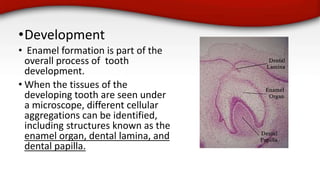 Structures of Teeth Enamel Dentin Pulp | PPTX | Dental Health | Diseases and Conditions