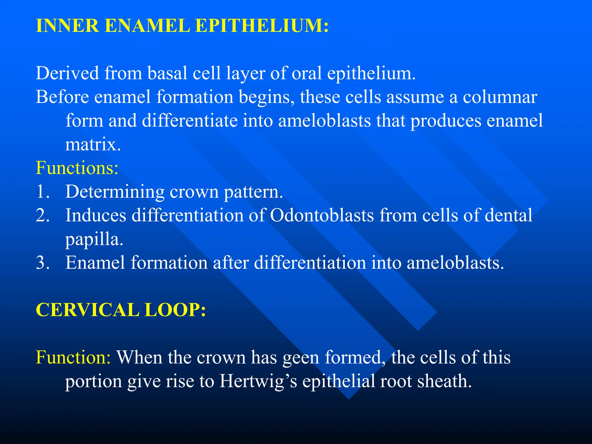 TOOTH ENAMEL - HISTOPATHOLOGY FOR STUDENTS | PPT