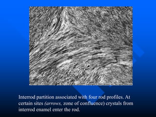TOOTH ENAMEL - HISTOPATHOLOGY FOR STUDENTS | PPT