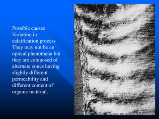 TOOTH ENAMEL - HISTOPATHOLOGY FOR STUDENTS | PPT