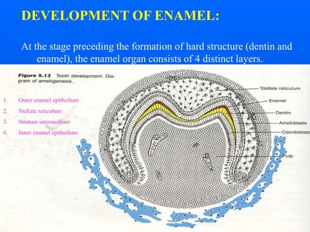 TOOTH ENAMEL - HISTOPATHOLOGY FOR STUDENTS | PPT