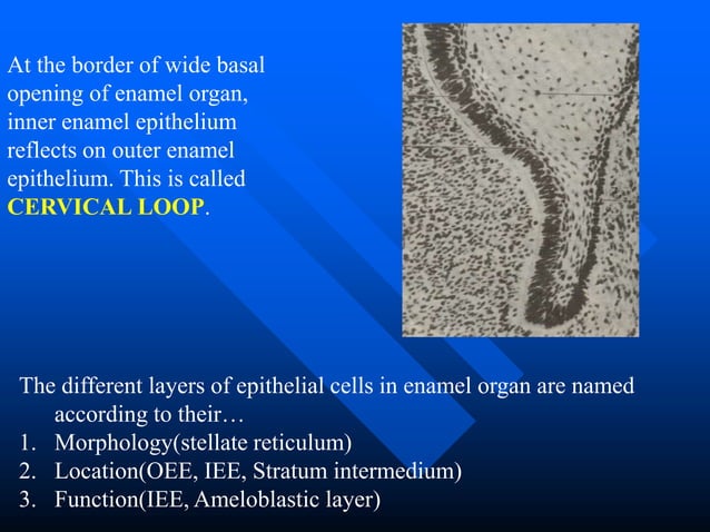 TOOTH ENAMEL - HISTOPATHOLOGY FOR STUDENTS | PPT