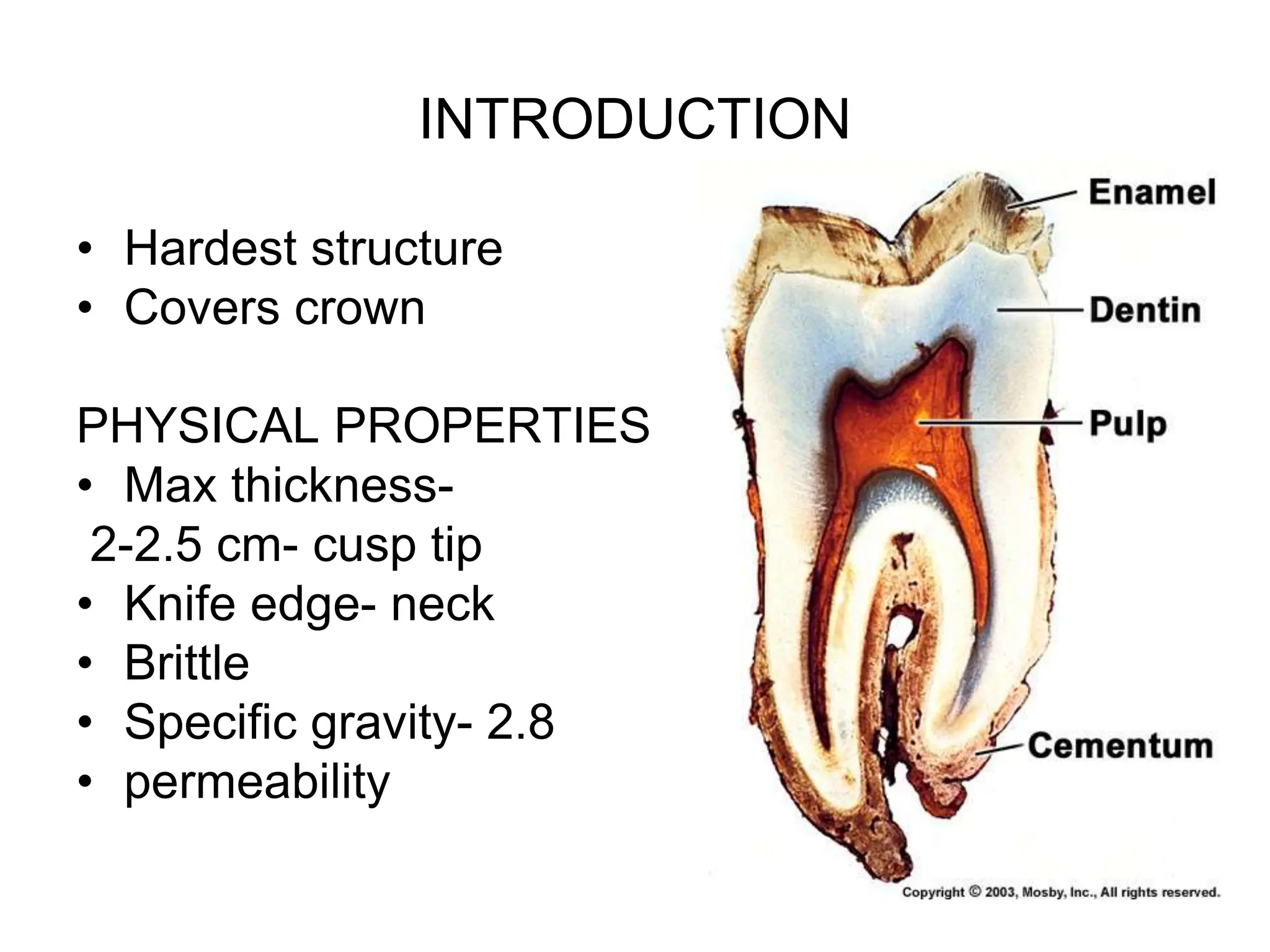 Final enamel Powerpoint including morphological and histological ...