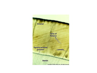 Final enamel Powerpoint including morphological and histological ...