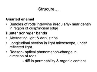 Final enamel Powerpoint including morphological and histological ...