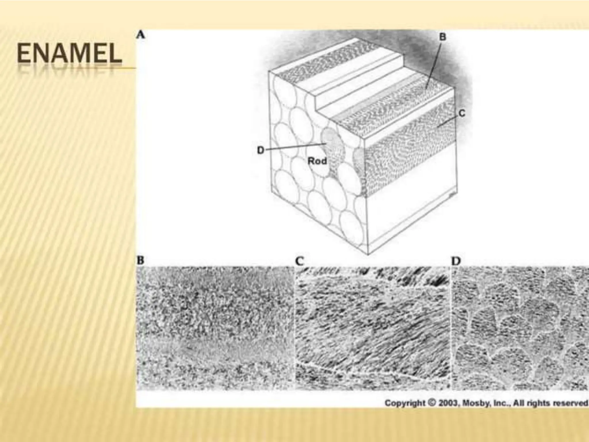 ENAMEL - ORAL HISTOLOGY FOR BDS STUDENTS | PPTX