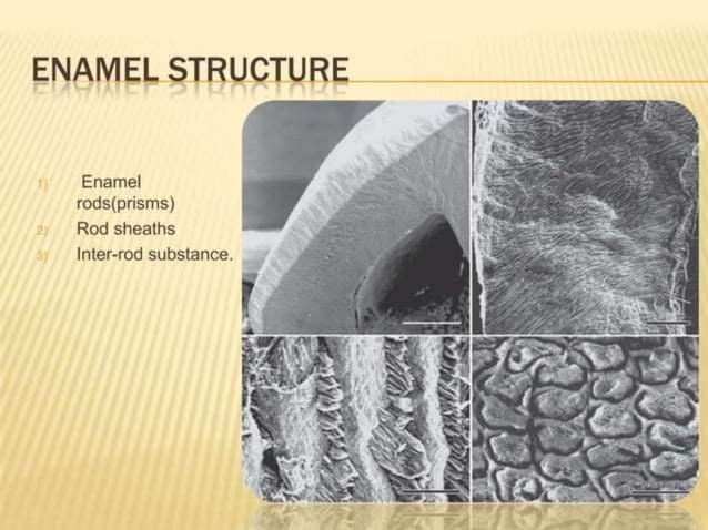 ENAMEL - ORAL HISTOLOGY FOR BDS STUDENTS | PPTX