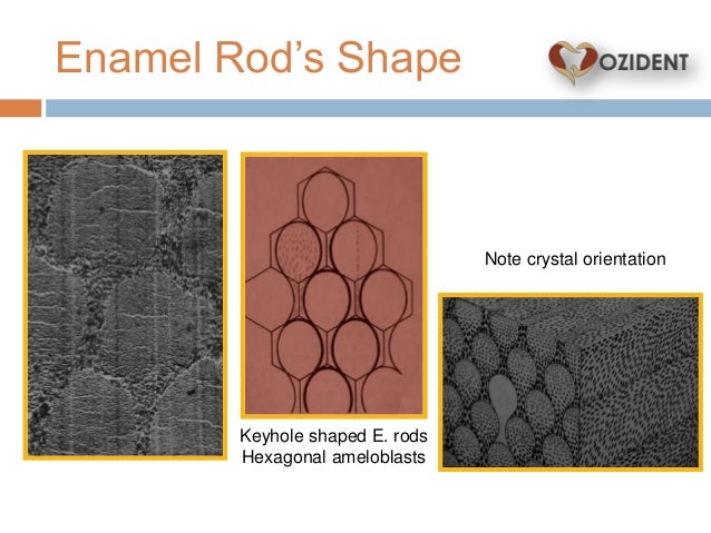 Dental Anatomy: Enamel