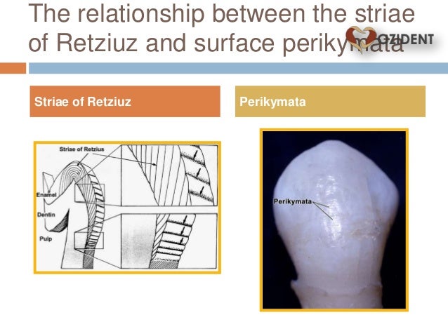 Dental Anatomy: Enamel