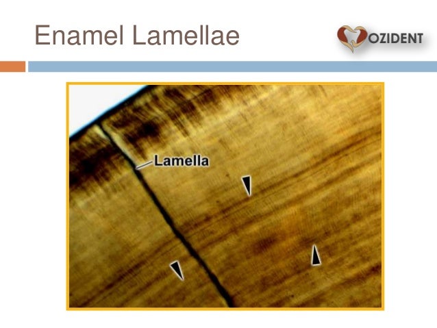 Dental Anatomy: Enamel