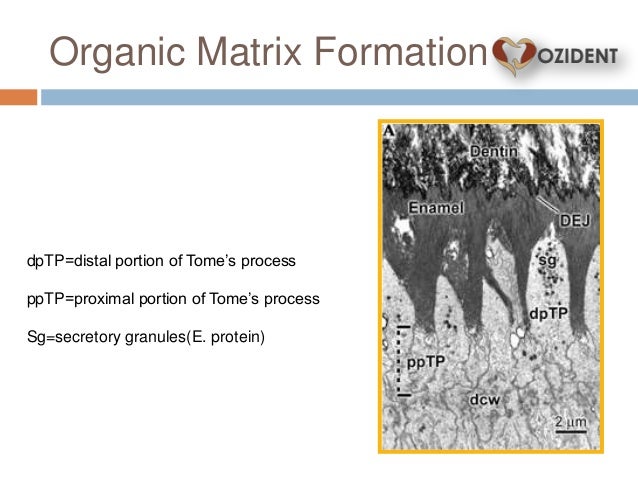 Dental Anatomy: Enamel