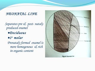 Neonatal Line