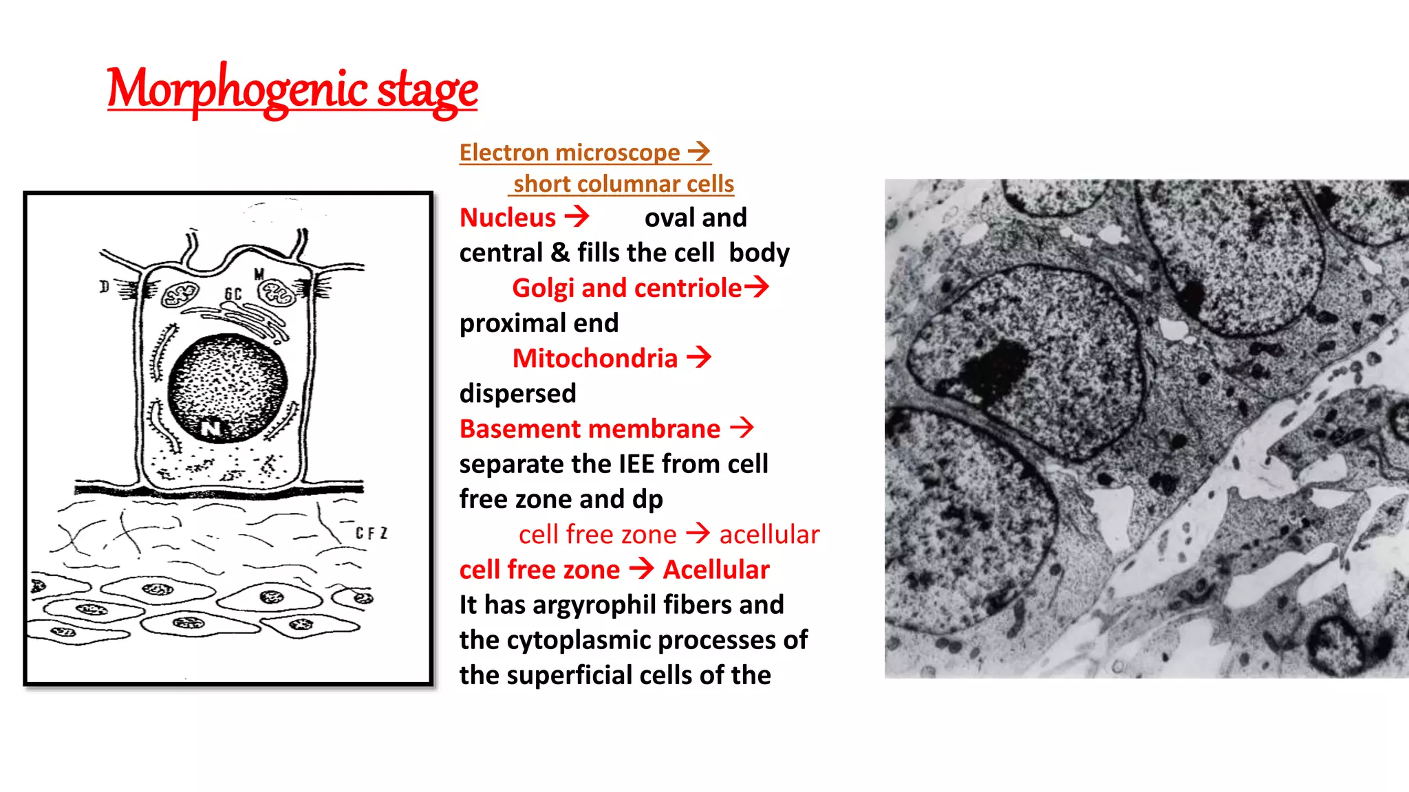 Enamel & amelogenesis part 1 | PPTX
