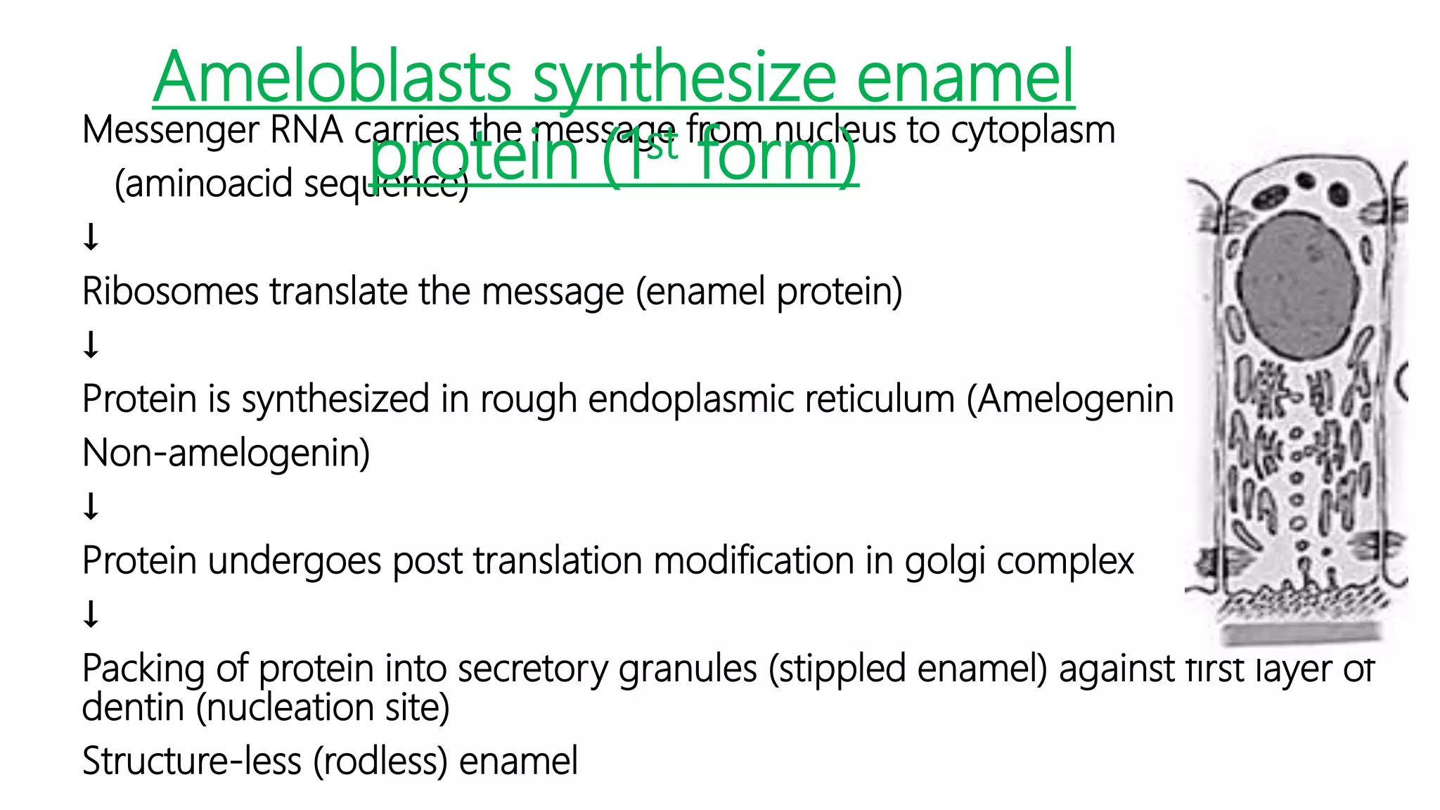 Enamel & amelogenesis part 1 | PPTX