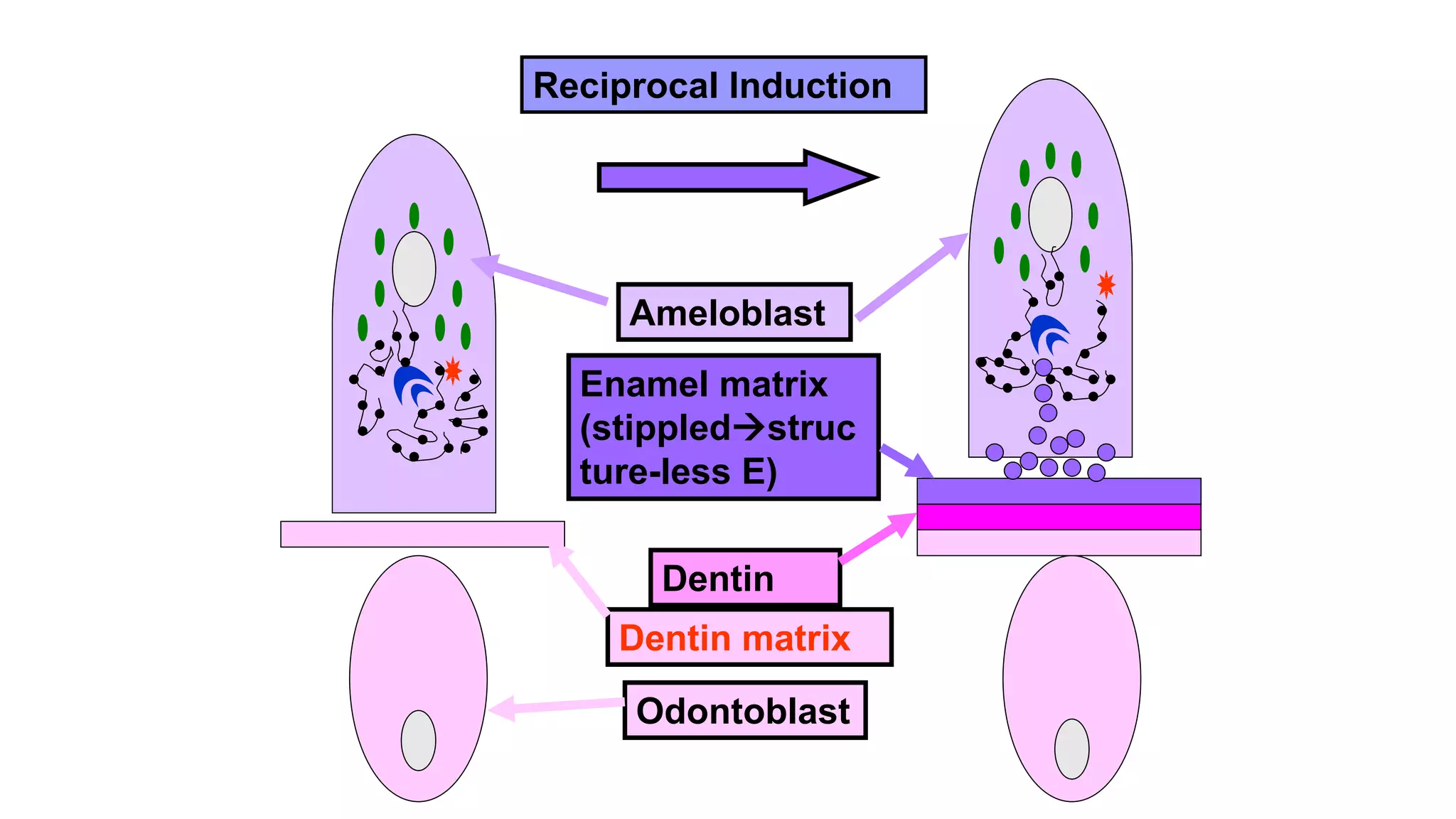 Enamel & amelogenesis part 1 | PPTX