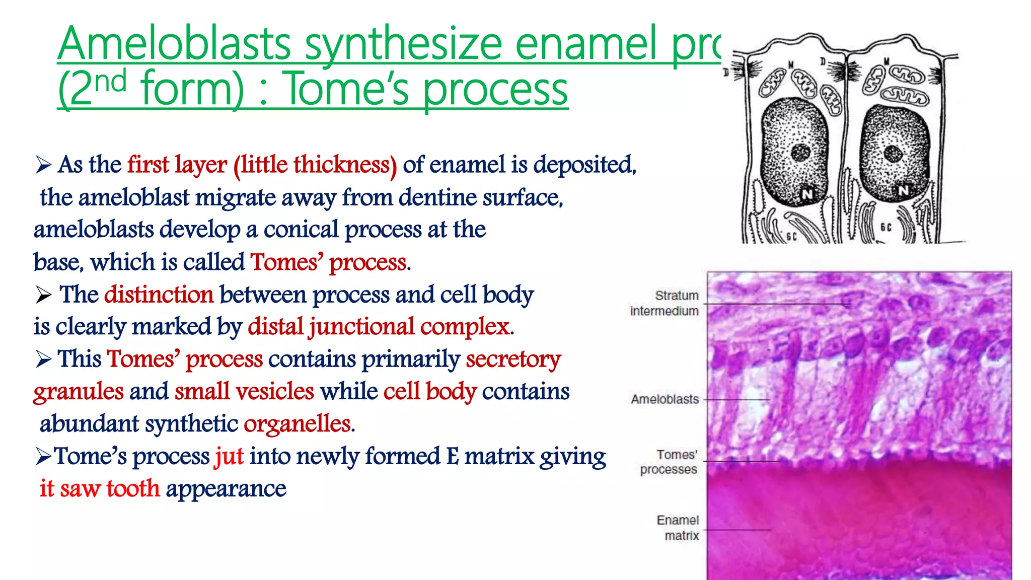 Enamel & amelogenesis part 1 | PPTX