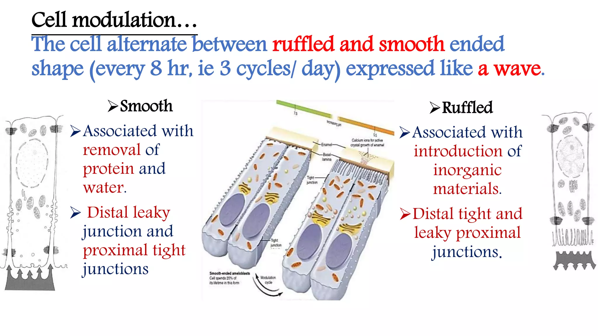 Enamel & amelogenesis part 1 | PPT