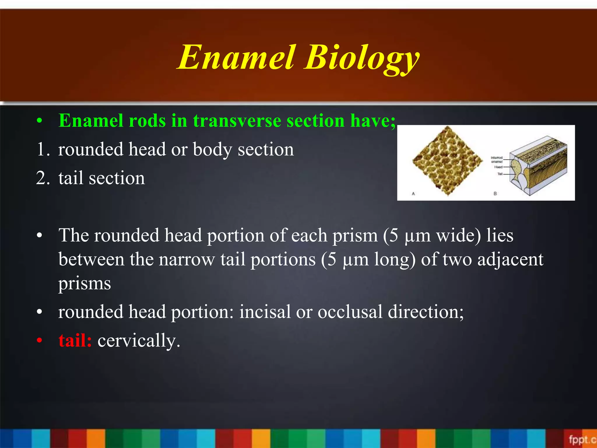 enamel and dentin biology.ppt