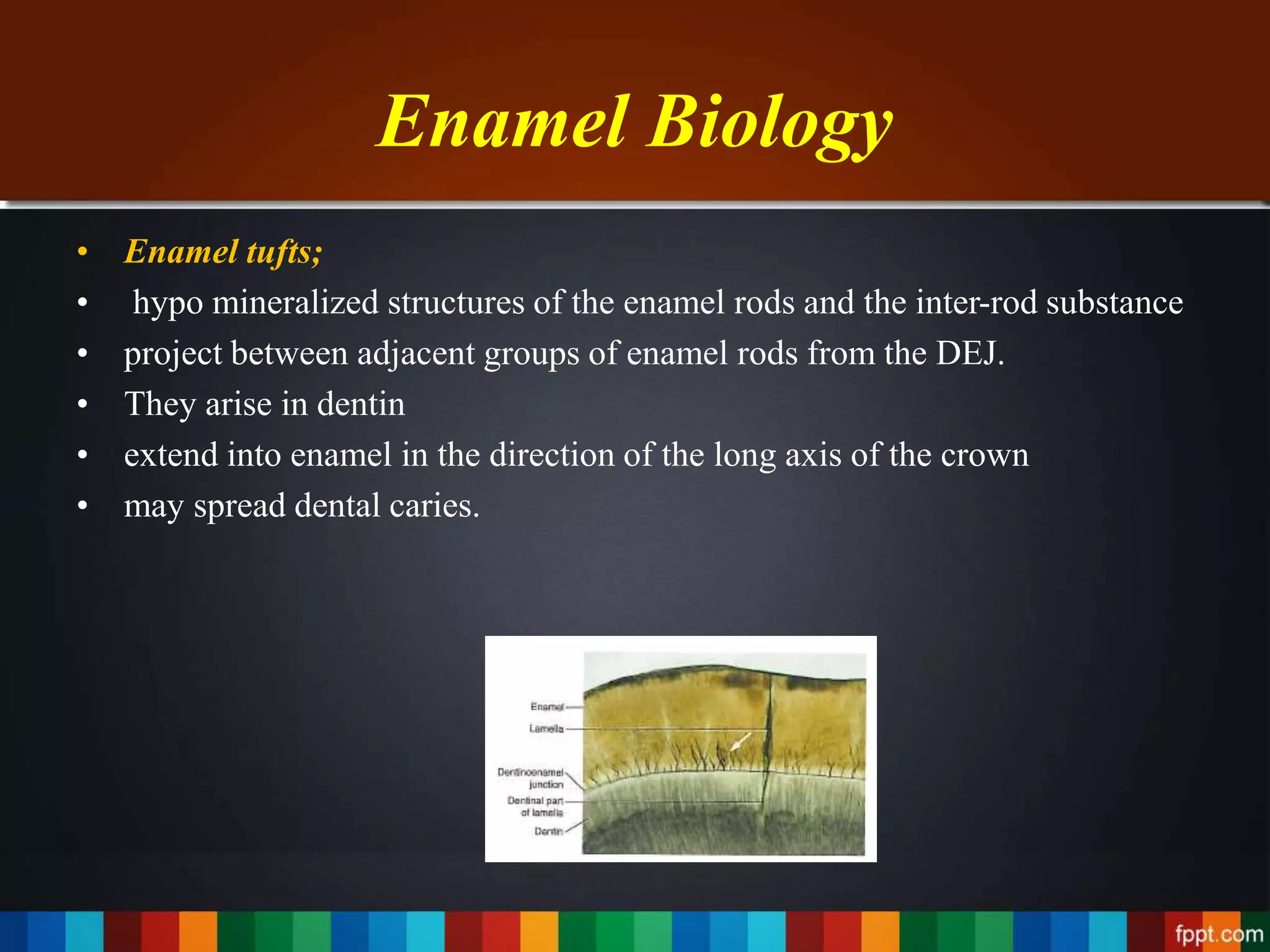enamel and dentin biology.ppt